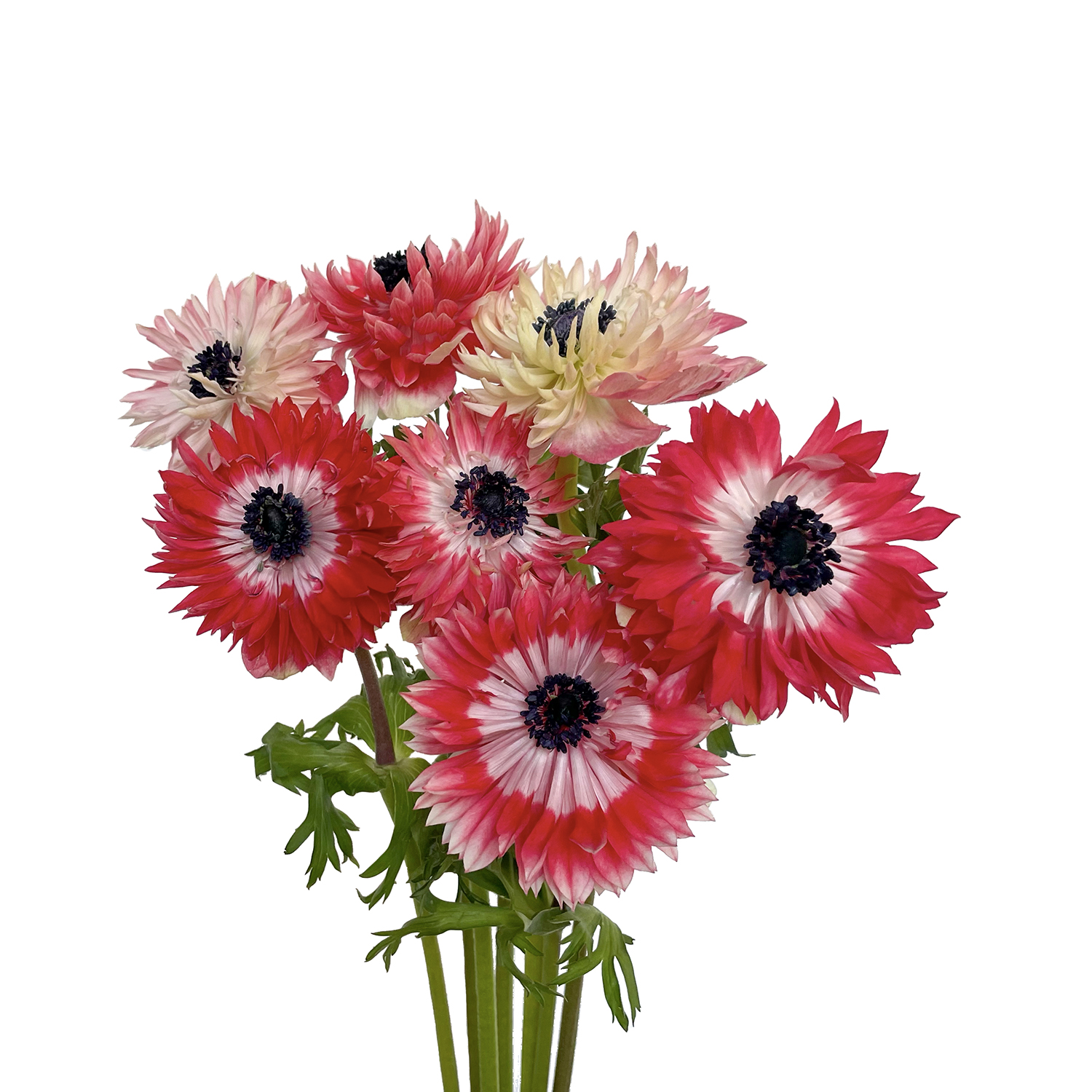 Potomac Floral Wholesale