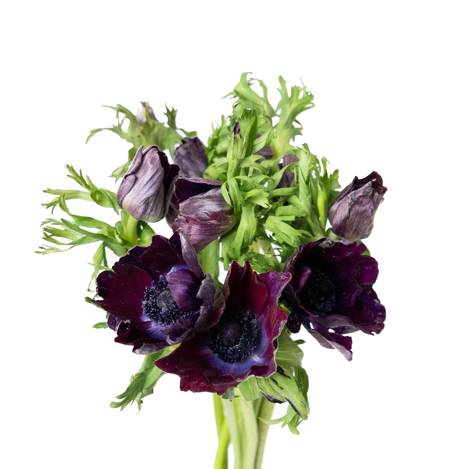 Potomac Floral Wholesale