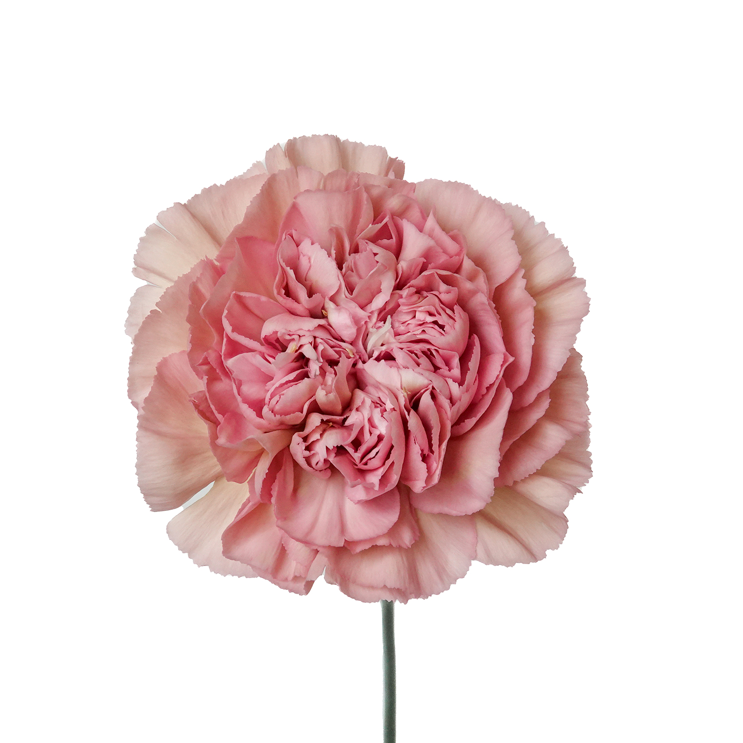 Potomac Floral Wholesale
