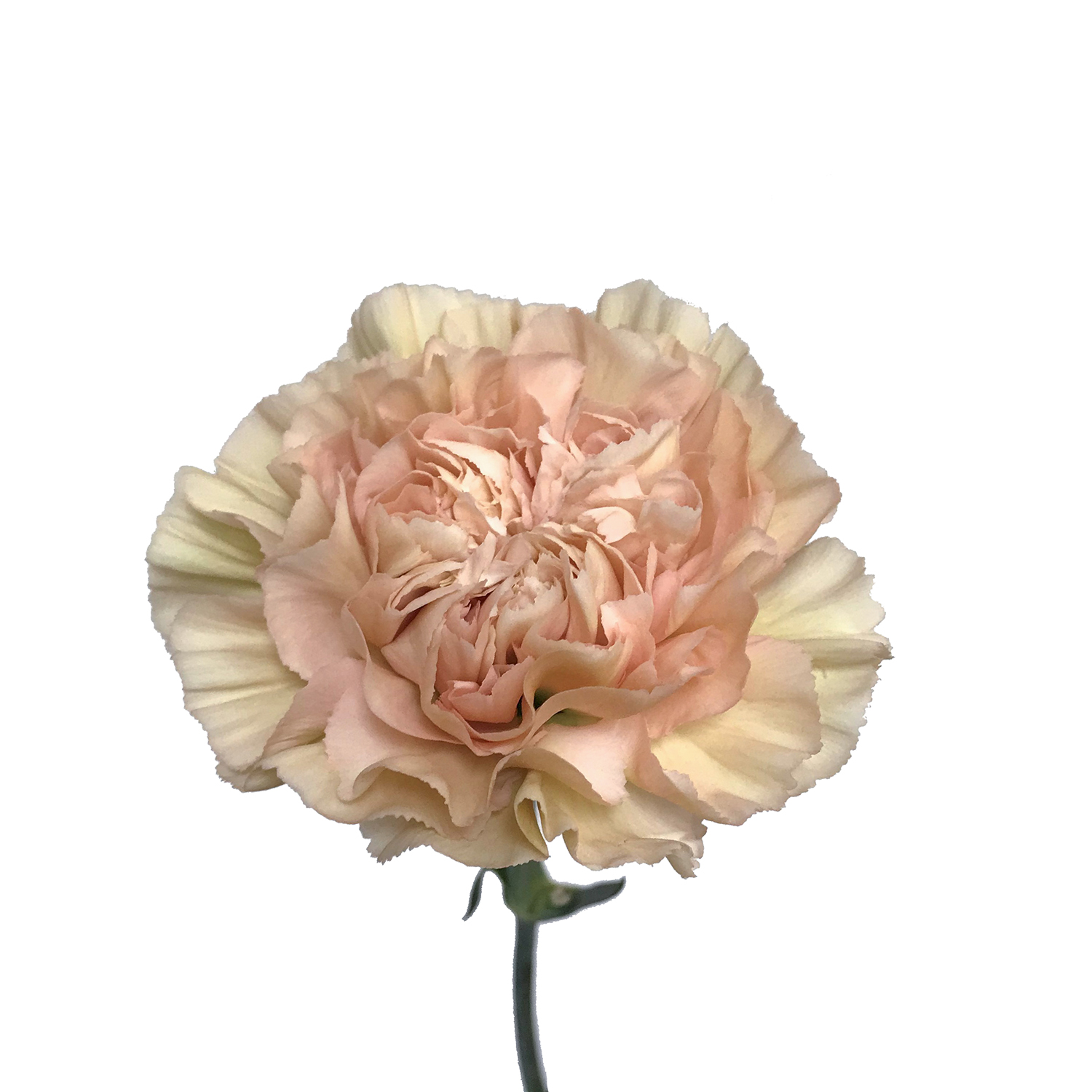 Potomac Floral Wholesale