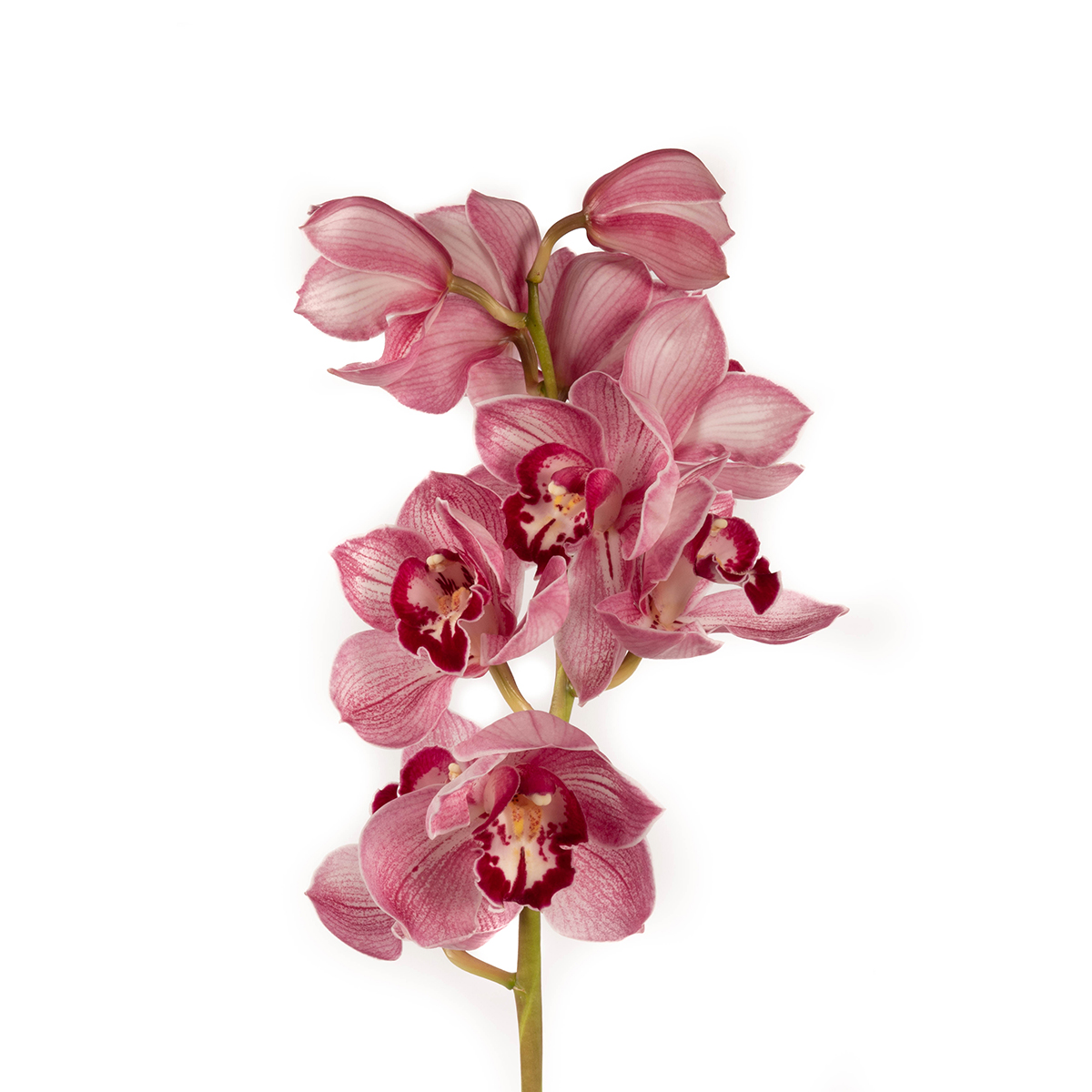 Potomac Floral Wholesale
