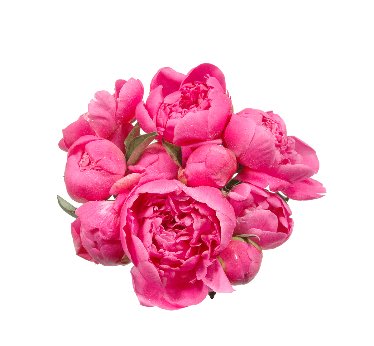 Potomac Floral Wholesale