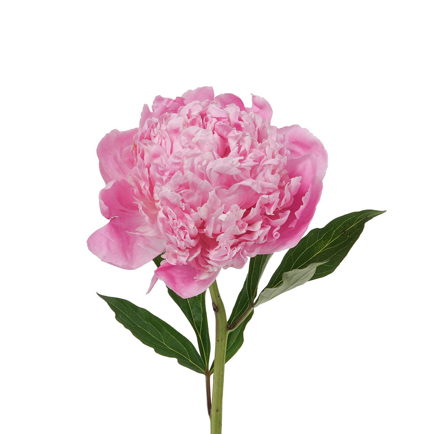 Potomac Floral Wholesale