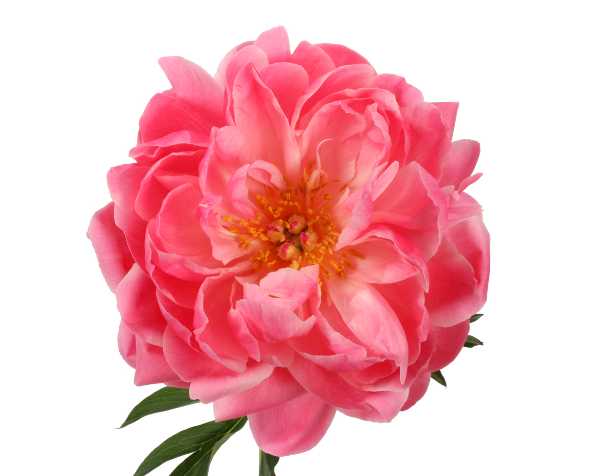 Potomac Floral Wholesale