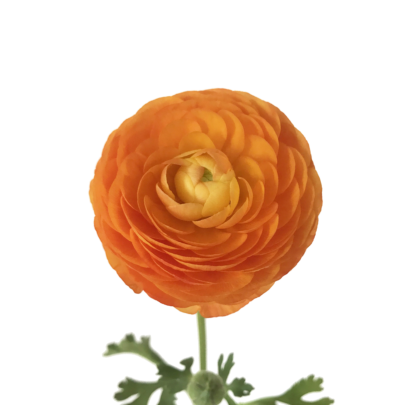 Potomac Floral Wholesale